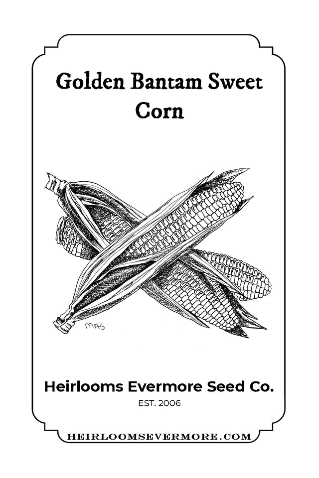 Heirlooms Evermore Golden Bantam Sweet Corn Seeds – Manna Harvest