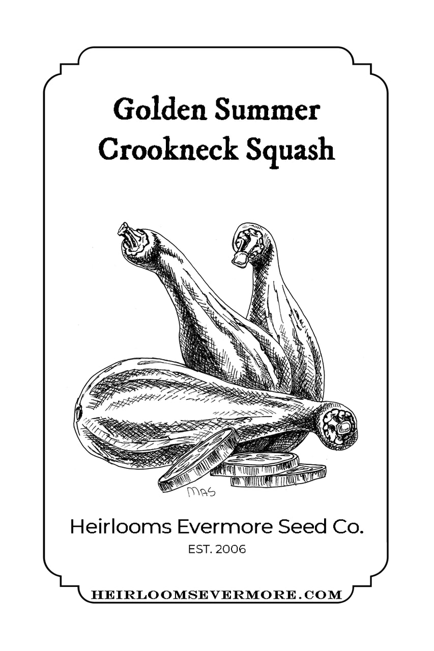 Heirlooms Evermore Golden Summer Crookneck Squash Seeds – Manna Harvest